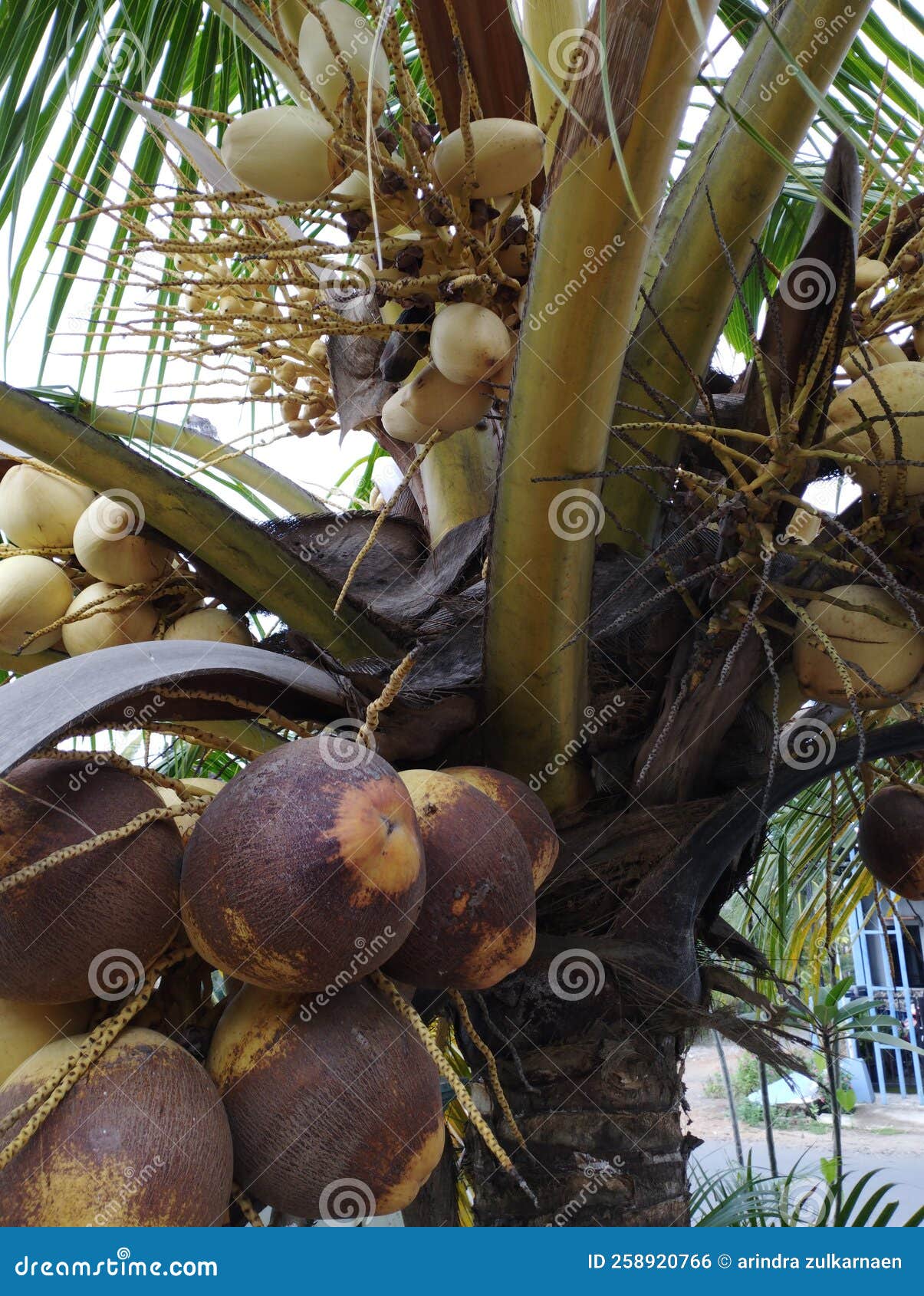 El Coco Es El Fruto Del Cocotero. El Coco Como Bebida. Foto de archivo ...