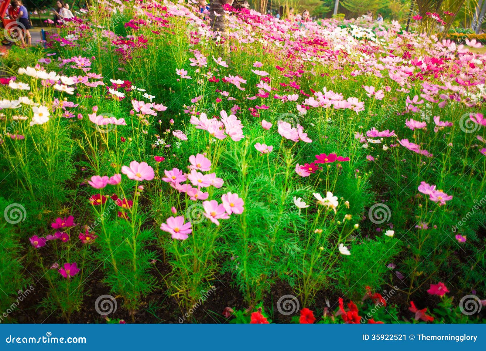 El Color De La Flor Del Cosmos Imagen de archivo - Imagen de ...