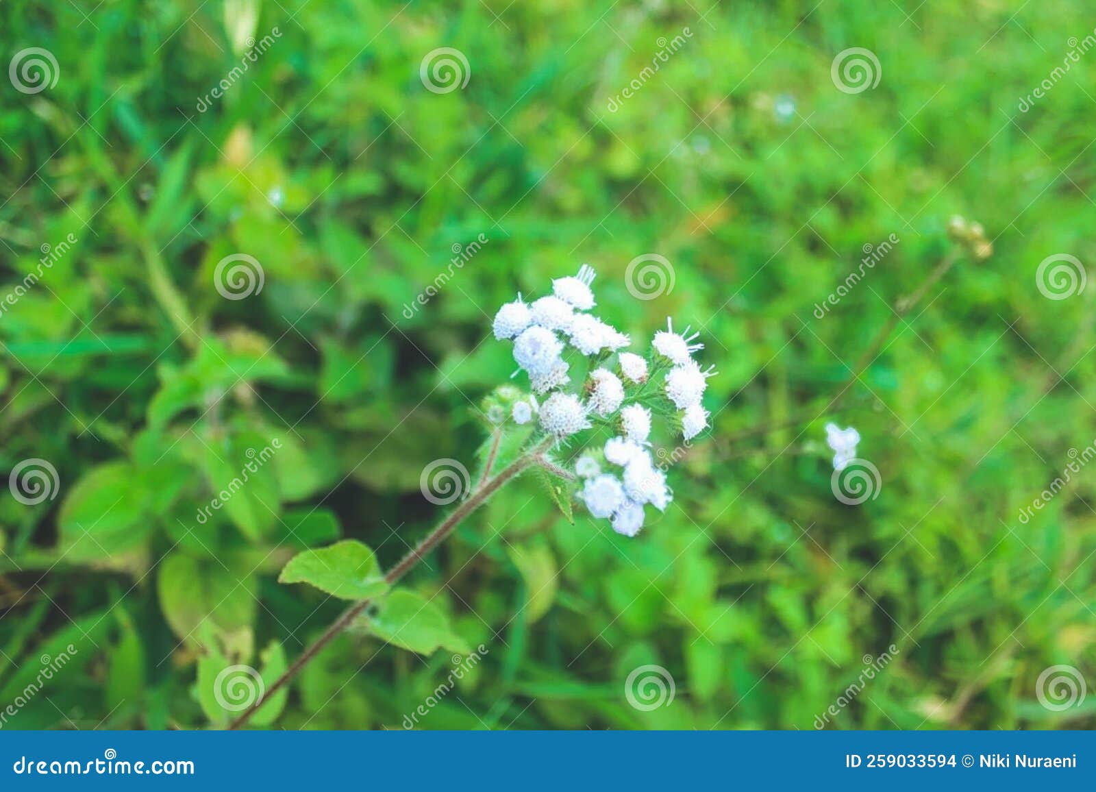 El Color De Las Flores Es Tan Bonito Foto de archivo - Imagen de flora ... El Color De Las Flores Es Tan Bonito Foto de archivo - Imagen de flora ...