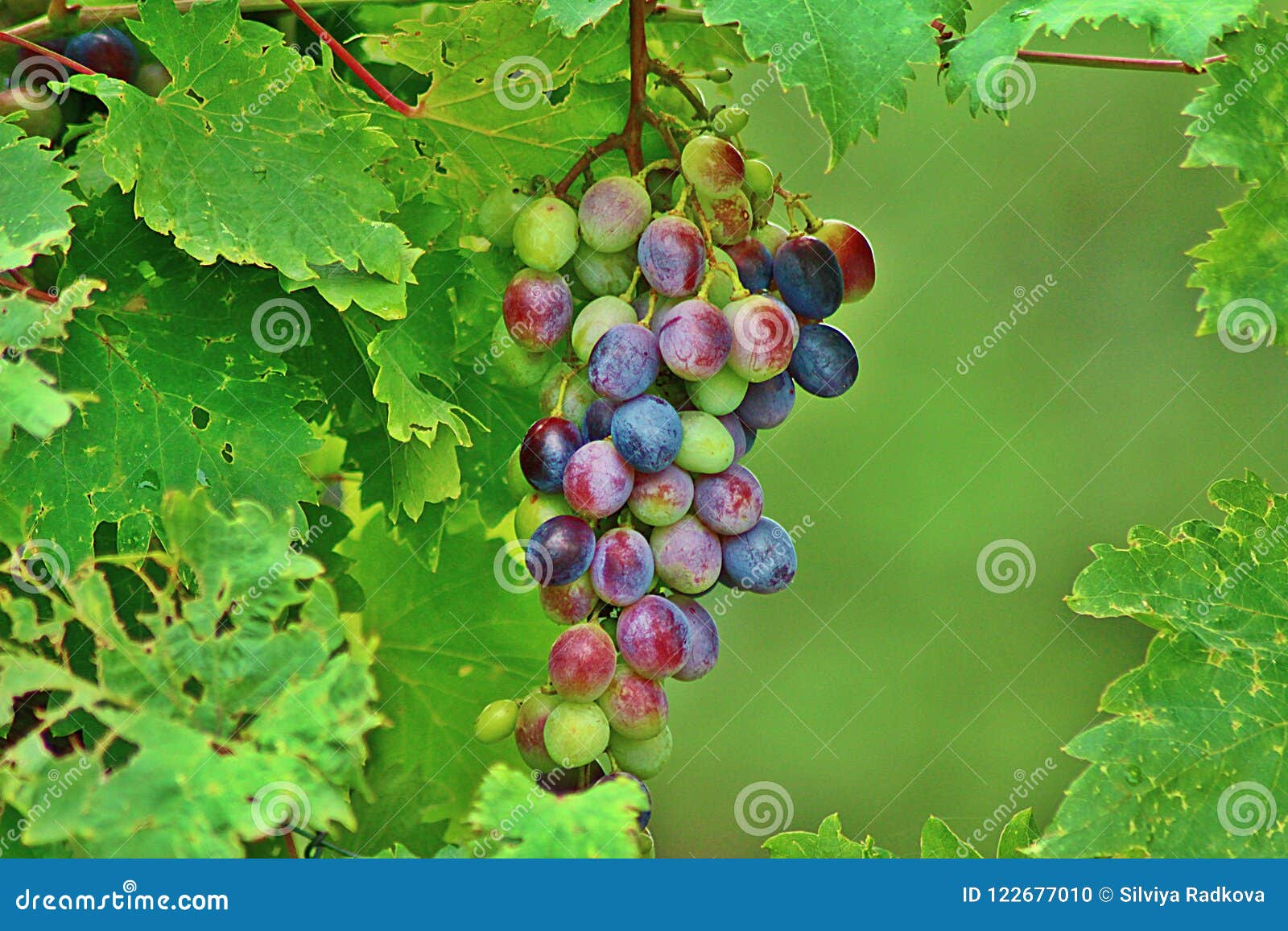 El color de las uvas foto de archivo. Imagen de foto - 122677010
