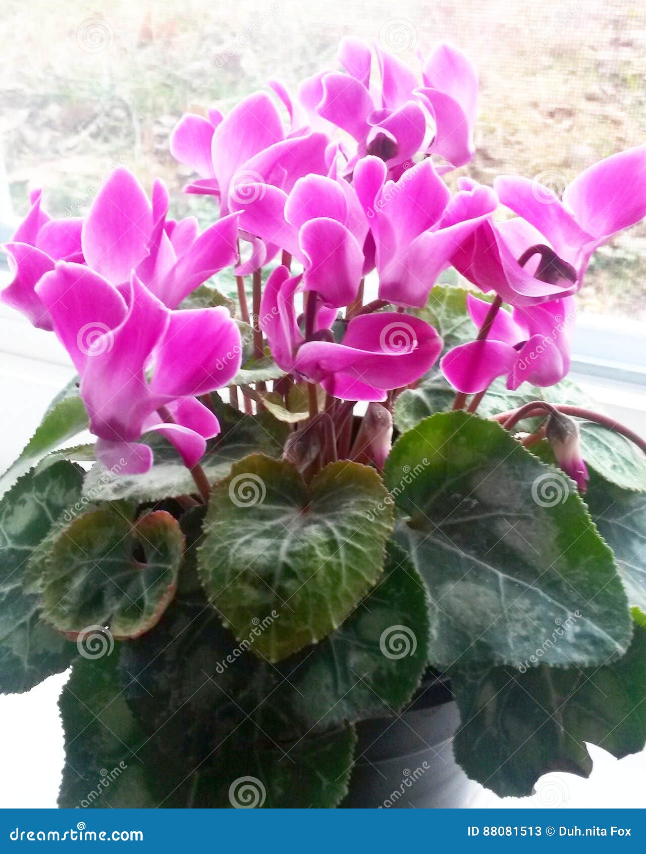 El color de rosa cyclamen imagen de archivo. Imagen de blanco - 88081513
