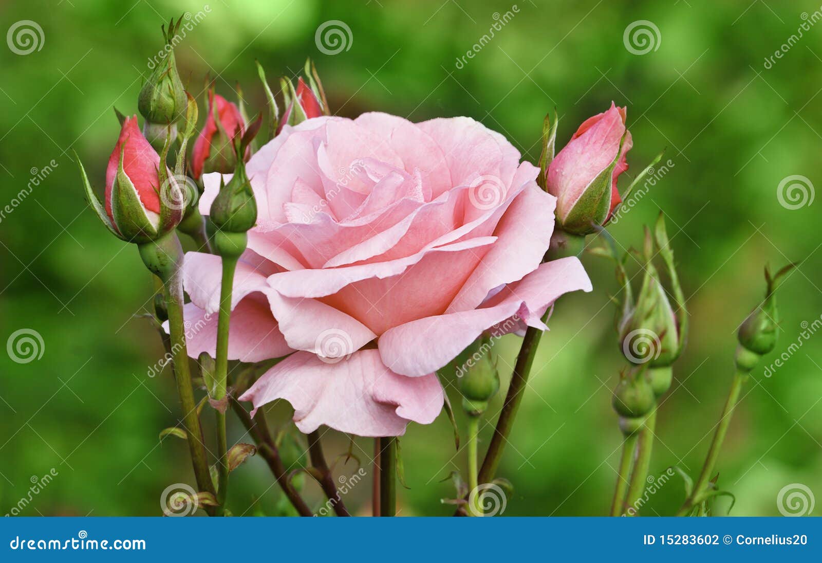 El Color De Rosa Se Levantó Foto de archivo - Imagen de flora, pétalos ...