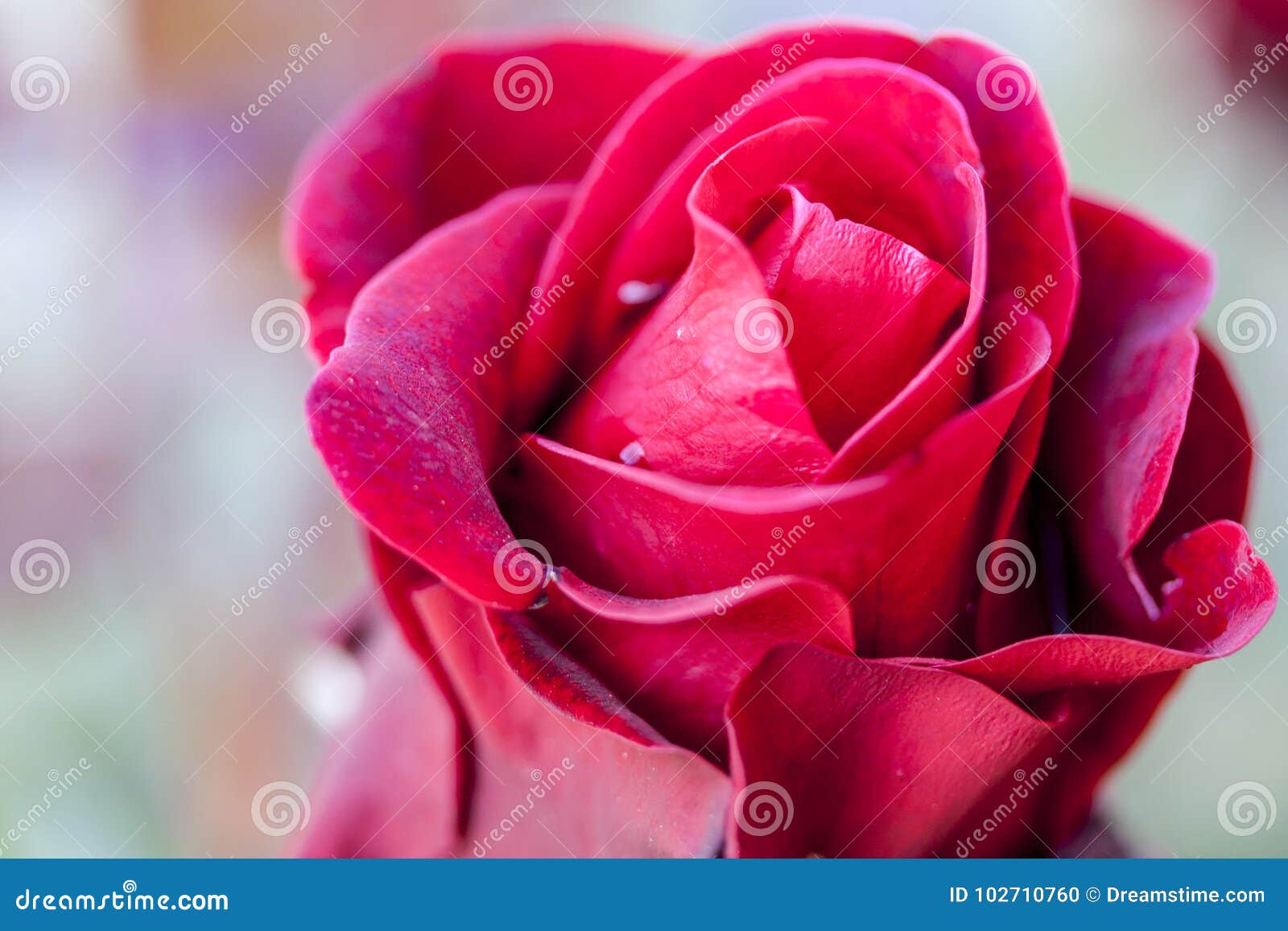 El color del amor foto de archivo. Imagen de rosa, exterior - 102710760