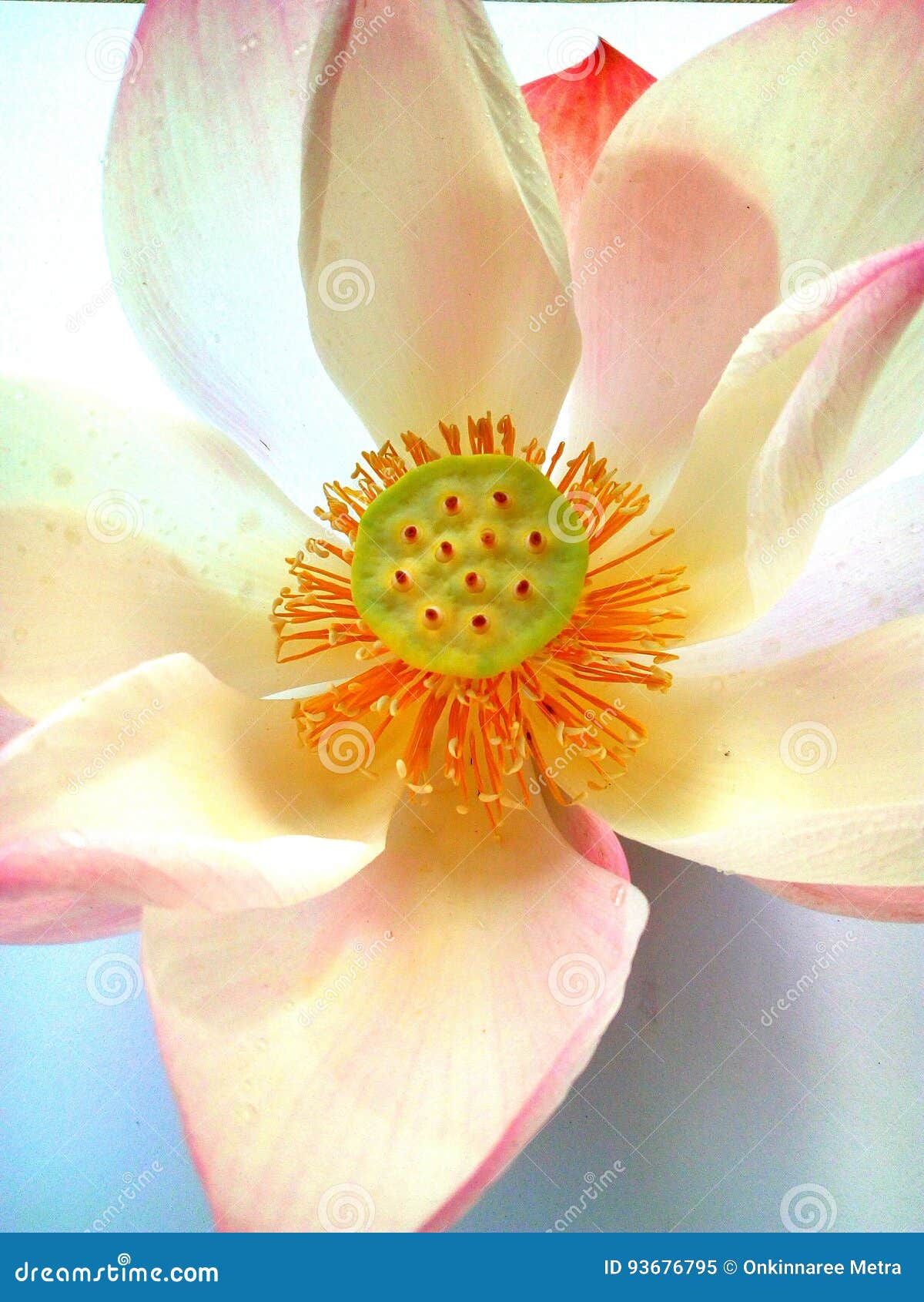 El color es loto perfecto imagen de archivo. Imagen de color - 93676795