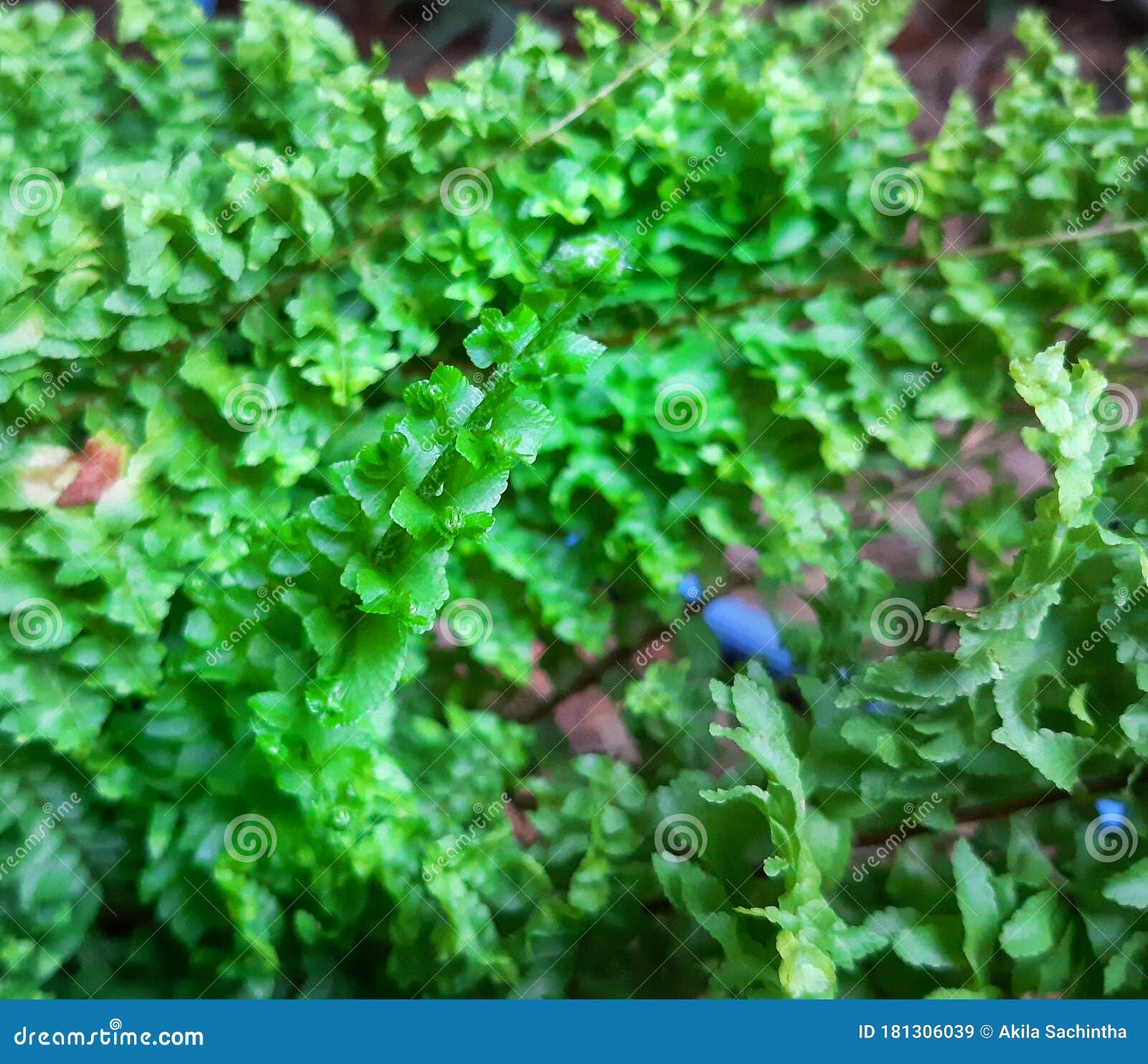 El Color Verde Es Muy Bonito Imagen de archivo - Imagen de arbusto ...