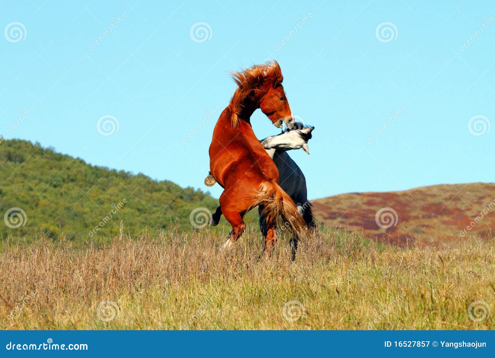 El combate de caballos imagen de archivo. Imagen de prado - 16527857