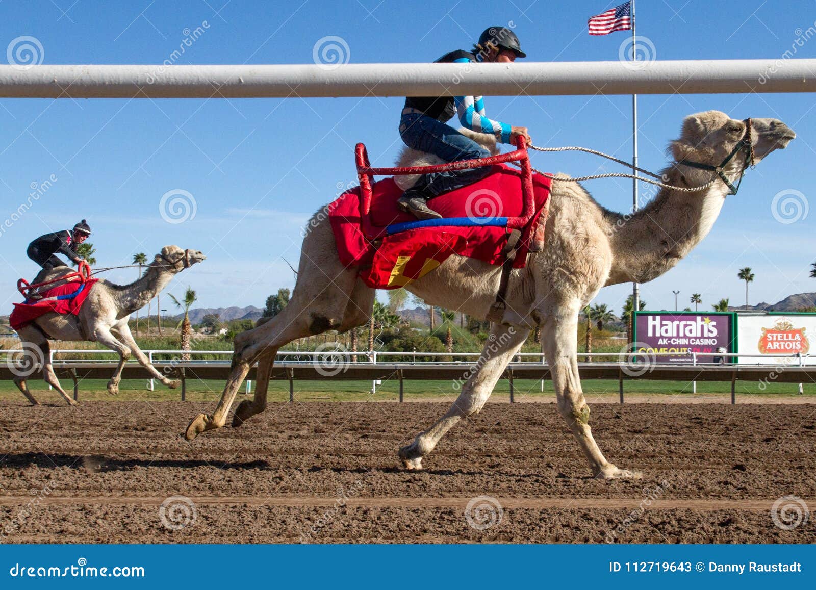 El Competir Con De Camello En Phoenix, Arizona Foto de archivo ...