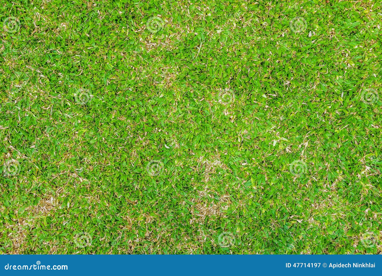 El Compressus De Axonopus Es Una Especie De Hierba Imagen de archivo ...