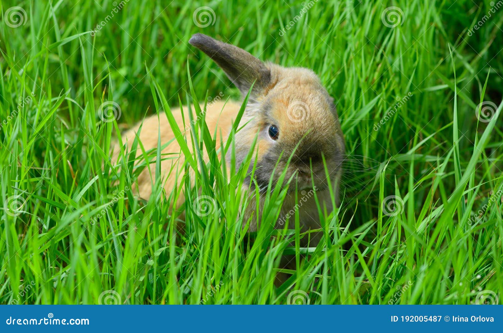 El Conejo Asustado Con La Oreja Elevada Está Sentado En El Pasto Imagen ...