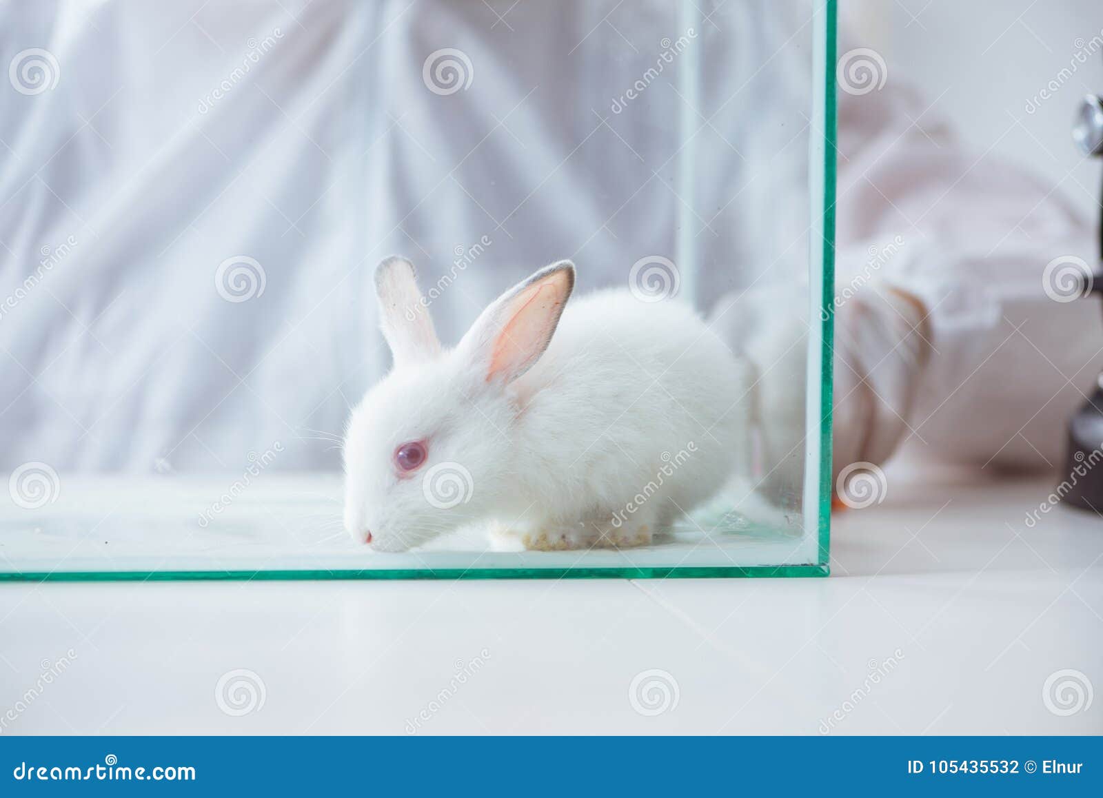 El Conejo Blanco En El Experimento Científico Del Laboratorio Foto de ...