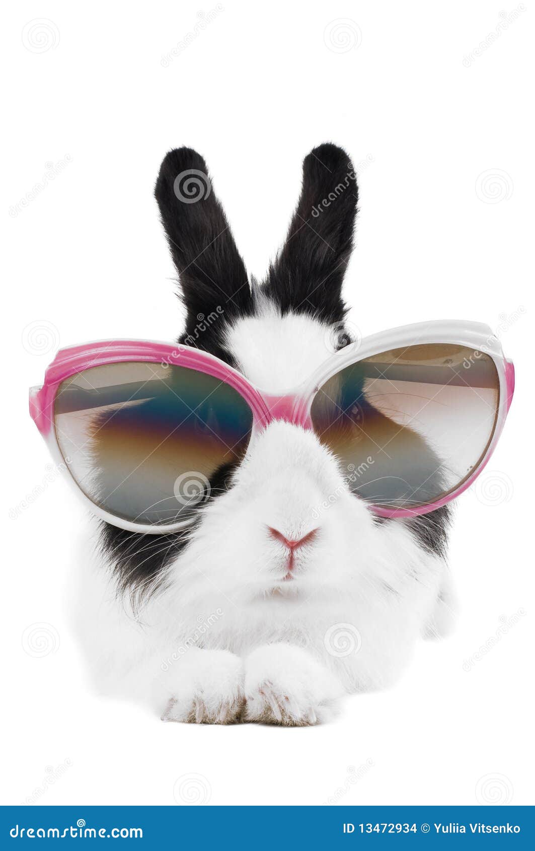 El Conejo En Gafas De Sol Aisló Foto de archivo - Imagen de liebres ...