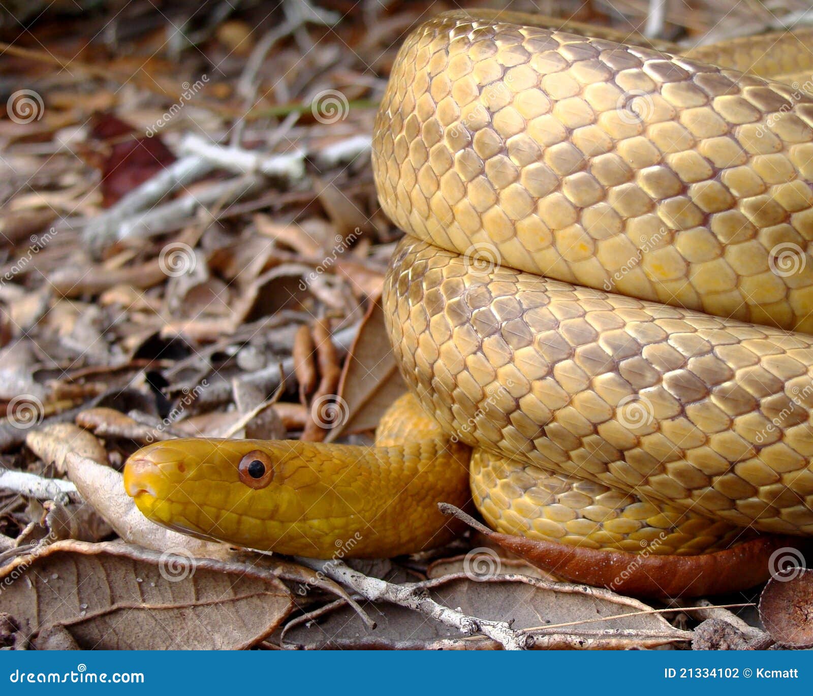 El Constricting Enrollado Serpiente Amarilla En La Tierra Fotografía de ...