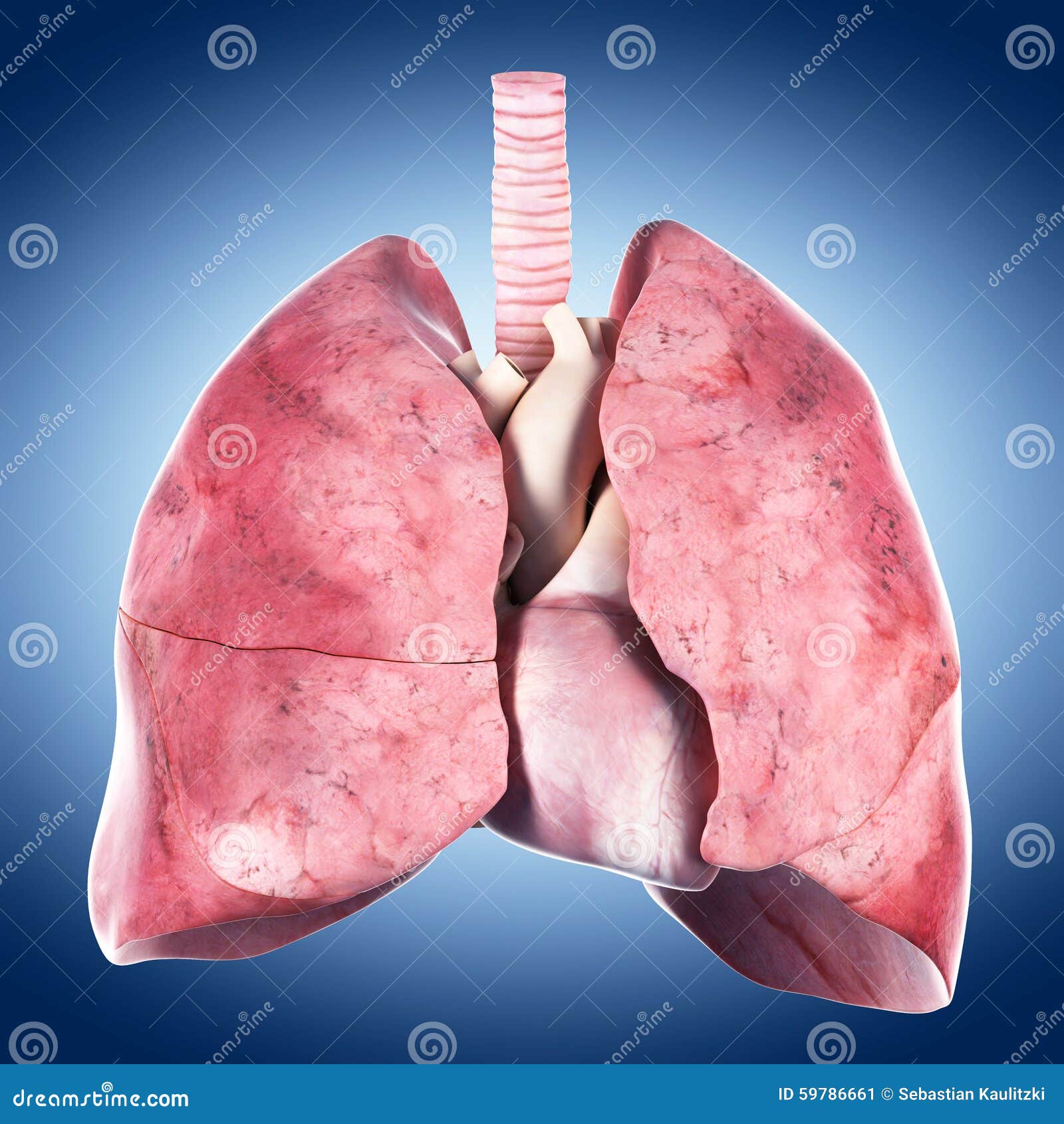 El corazón y el pulmón stock de ilustración. Ilustración de vascular ...