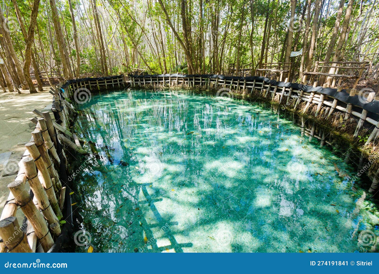El Corchito Ecological Reserve Mexico Stock Image - Image of water ...