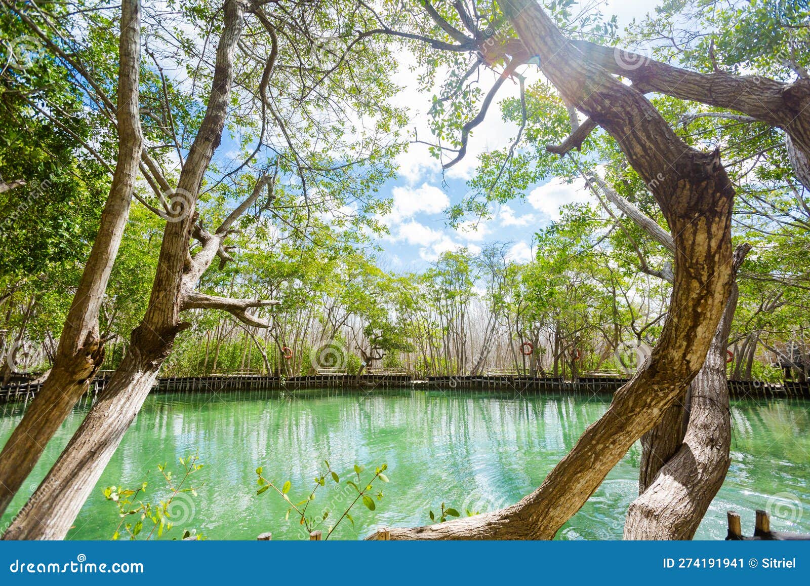El Corchito Ecological Reserve Mexico Stock Image - Image of progreso ...