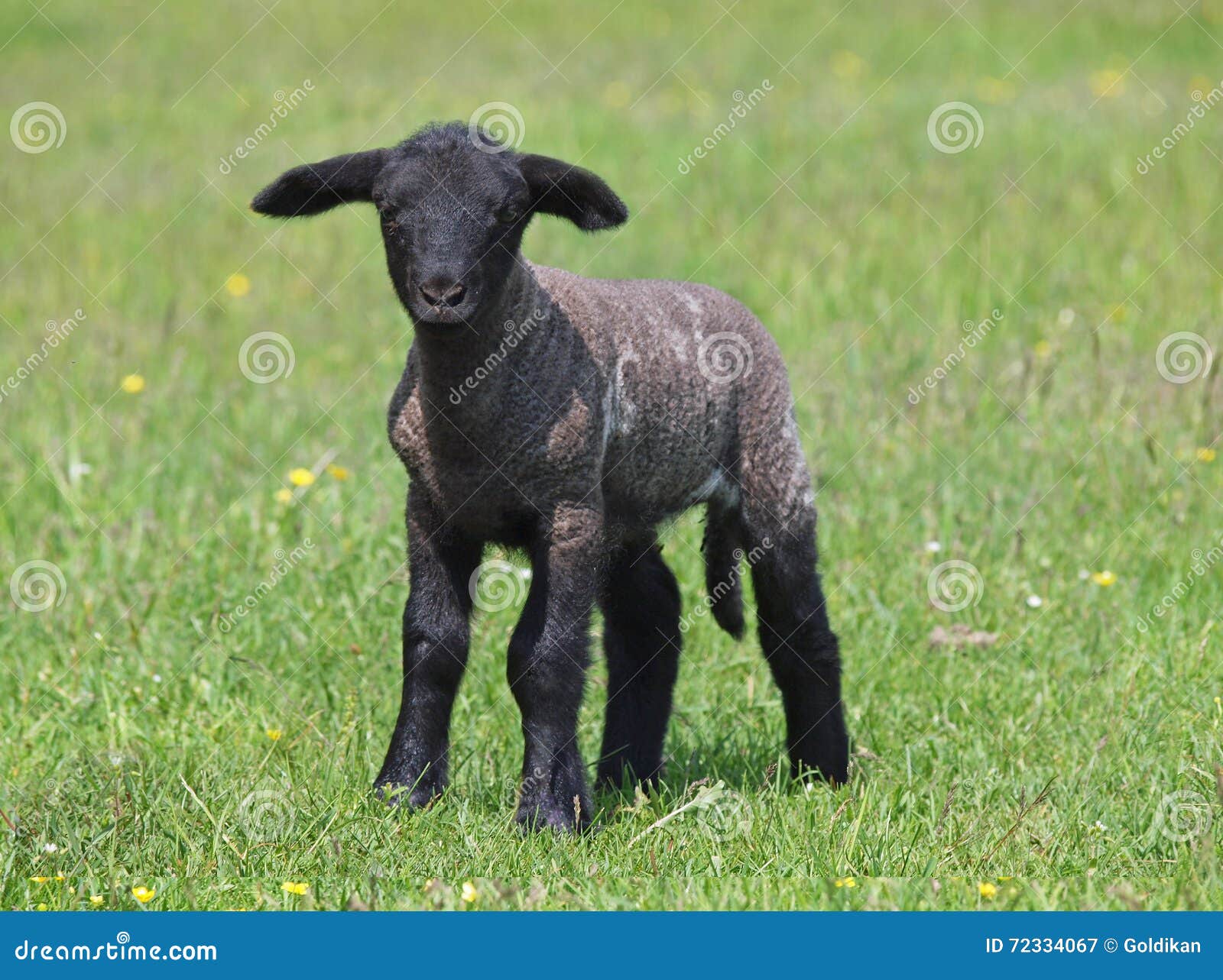 El Cordero Negro En Un Prado Verde Imagen de archivo - Imagen de granja ...