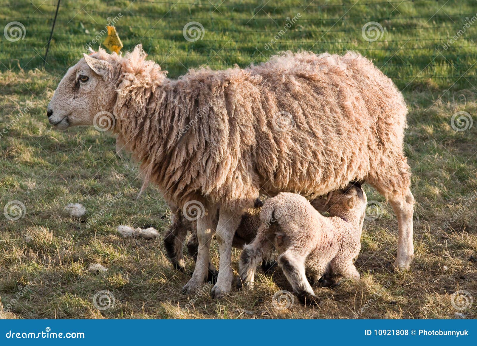 El Cordero Que Introduce Desde él Es Madre Foto de archivo - Imagen de ...