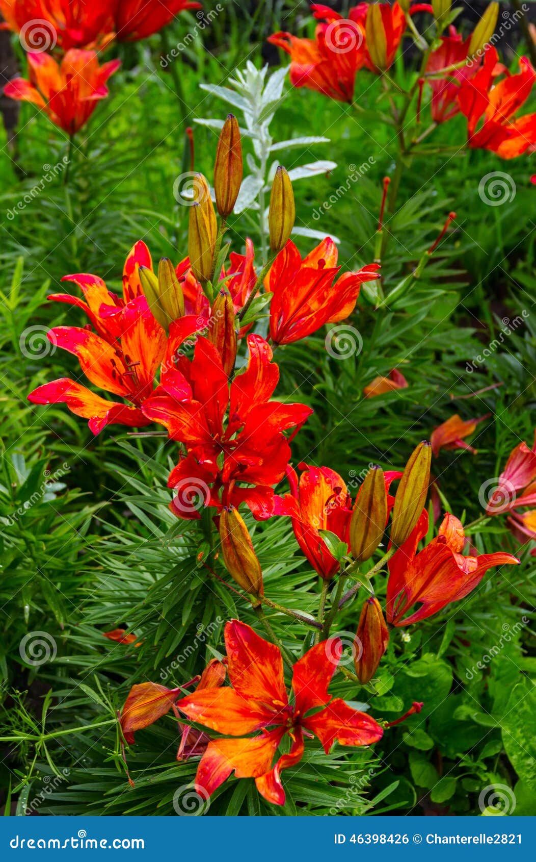 El Crecimiento Rojo De Los Lirios Foto de archivo - Imagen de lirios ...