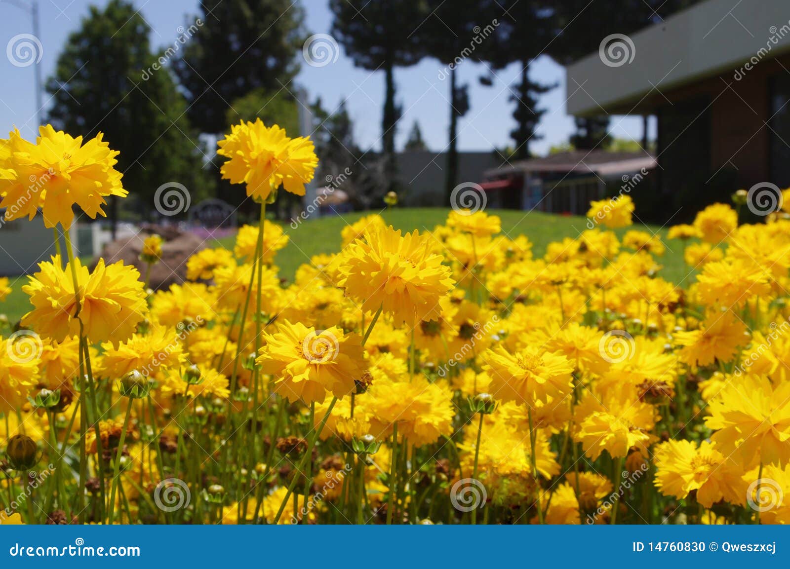 El Crisantemo Amarillo Florece No2 Foto de archivo - Imagen de ...