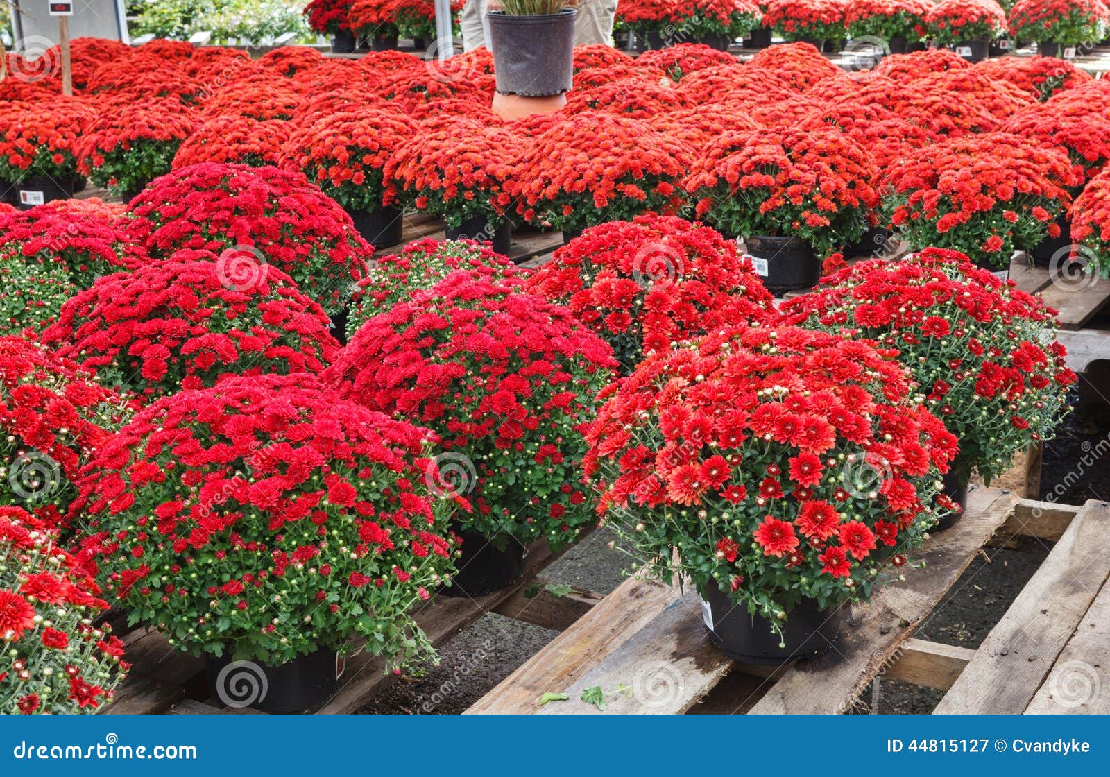El Crisantemo En Conserva Rojo Florece a Autumn Display Imagen de ...