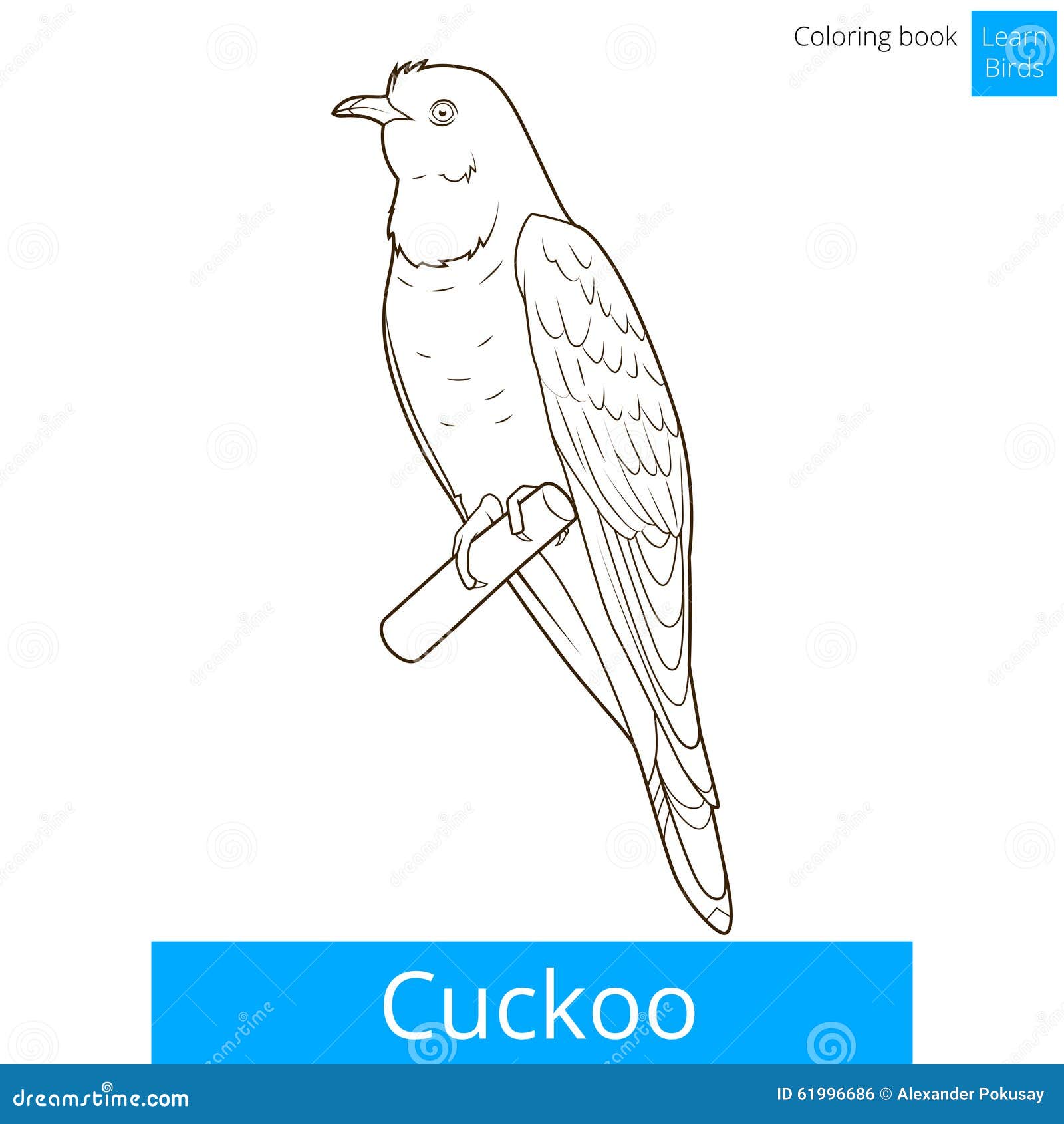 El Cuco Aprende Vector Del Libro De Colorear De Los Pájaros Ilustración ...