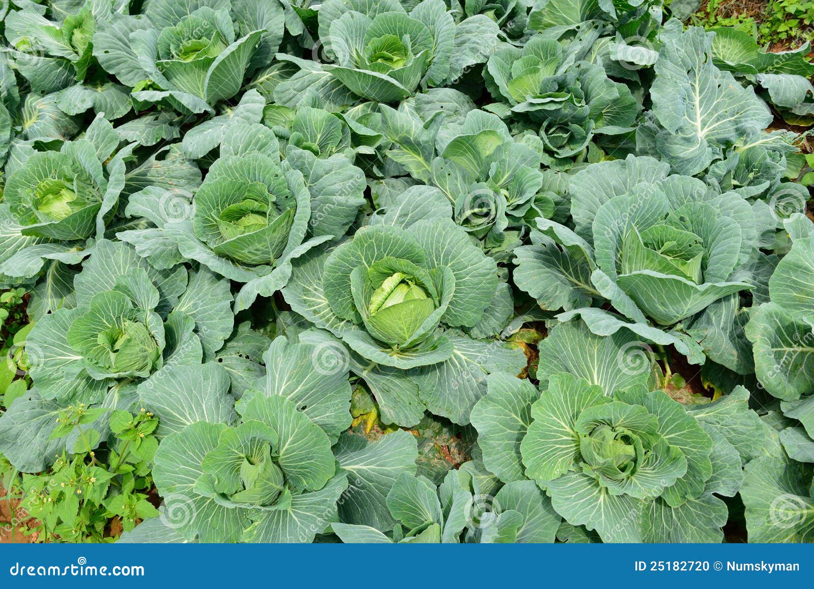 El cultivo de la col foto de archivo. Imagen de planta - 25182720