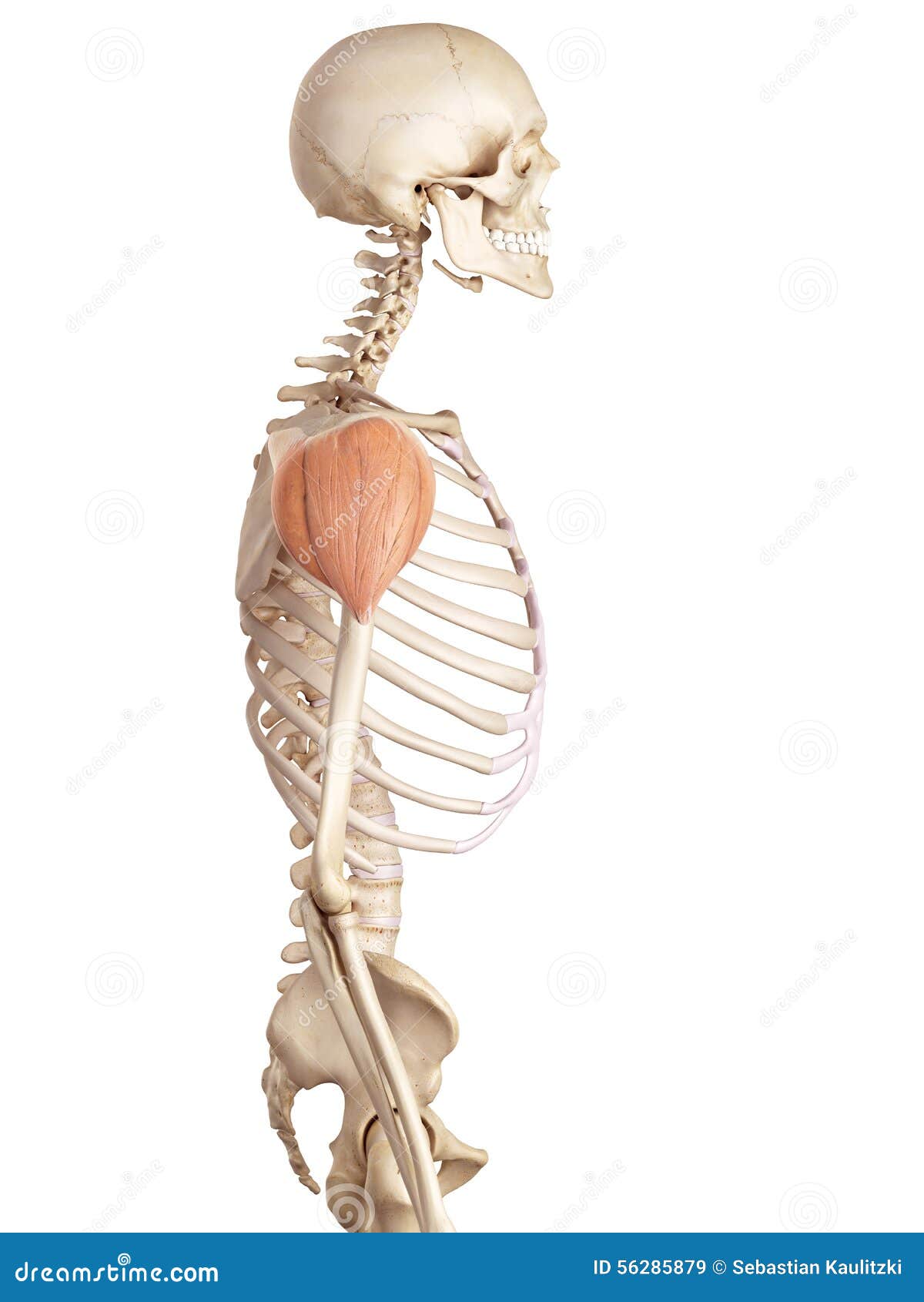 El deltoideo stock de ilustración. Ilustración de blanco - 56285879