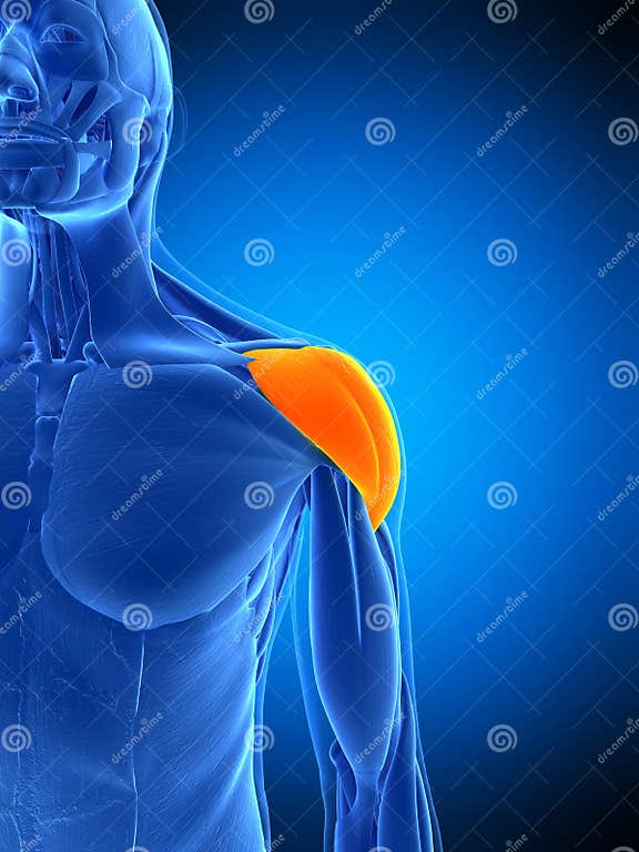 El deltoideo stock de ilustración. Ilustración de sistema - 72487847