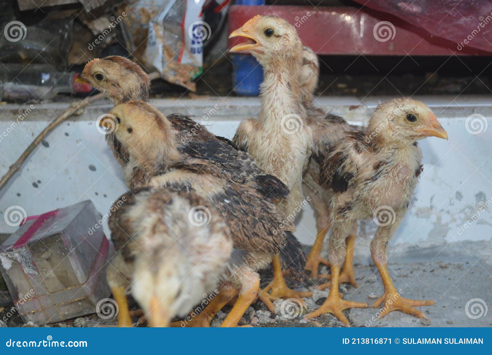 El Desarrollo De Pollitos a Un Mes De Edad Imagen de archivo - Imagen ...