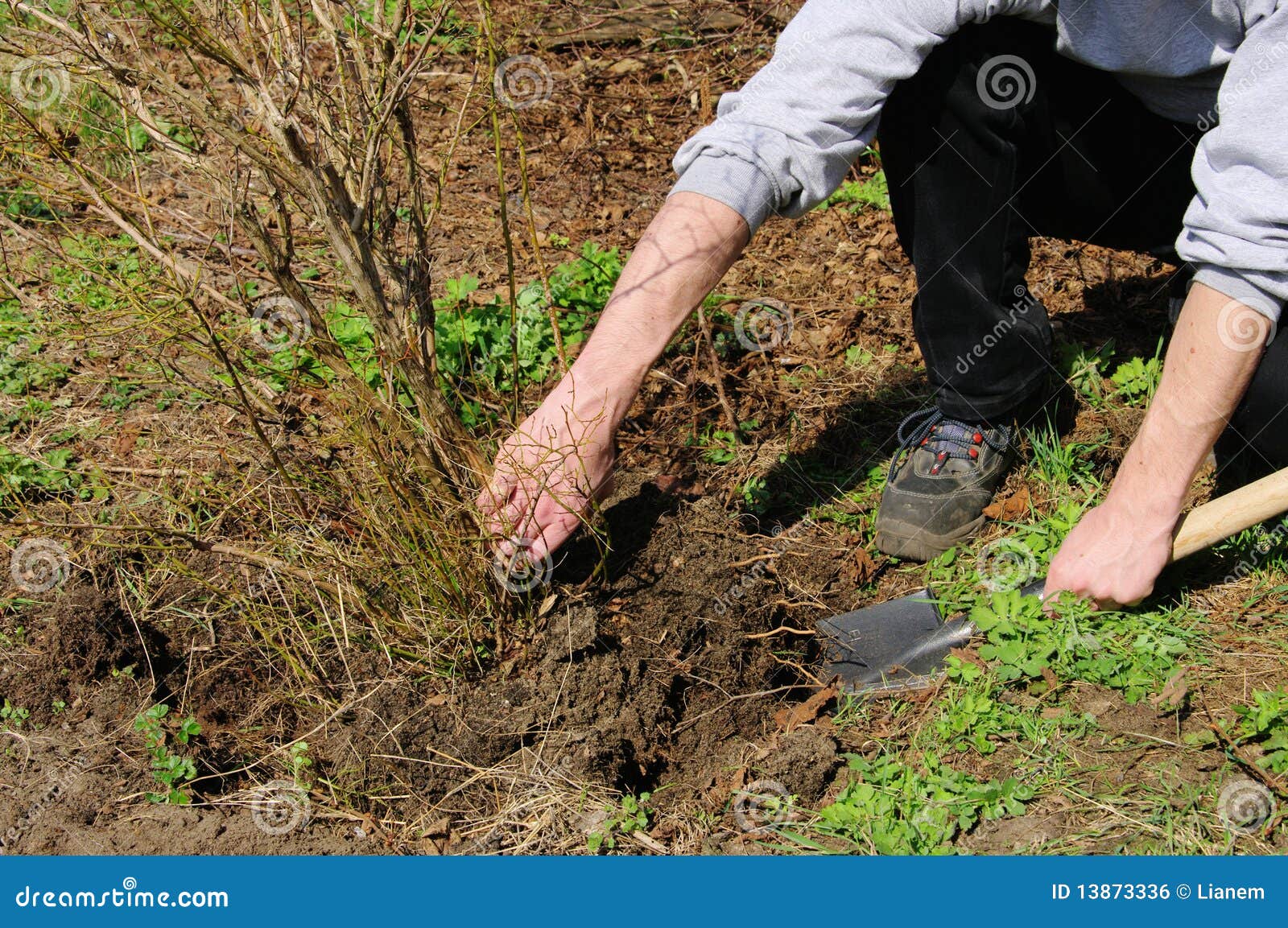 El Desenterrar De La Planta Del Arándano Foto de archivo - Imagen de ...