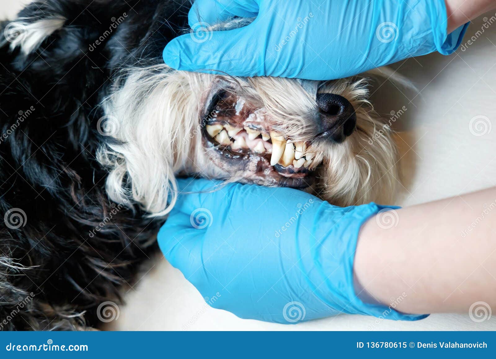 El Doctor Examina Los Dientes De Un Perro Imagen de archivo - Imagen de ...