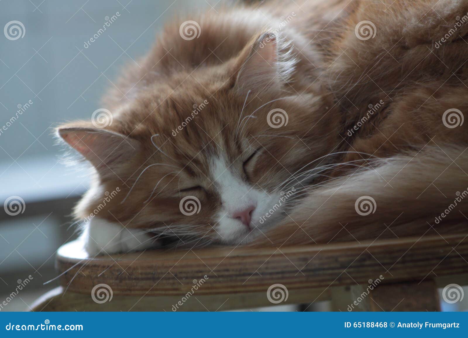 El dormir astuto del gato foto de archivo. Imagen de animal - 65188468