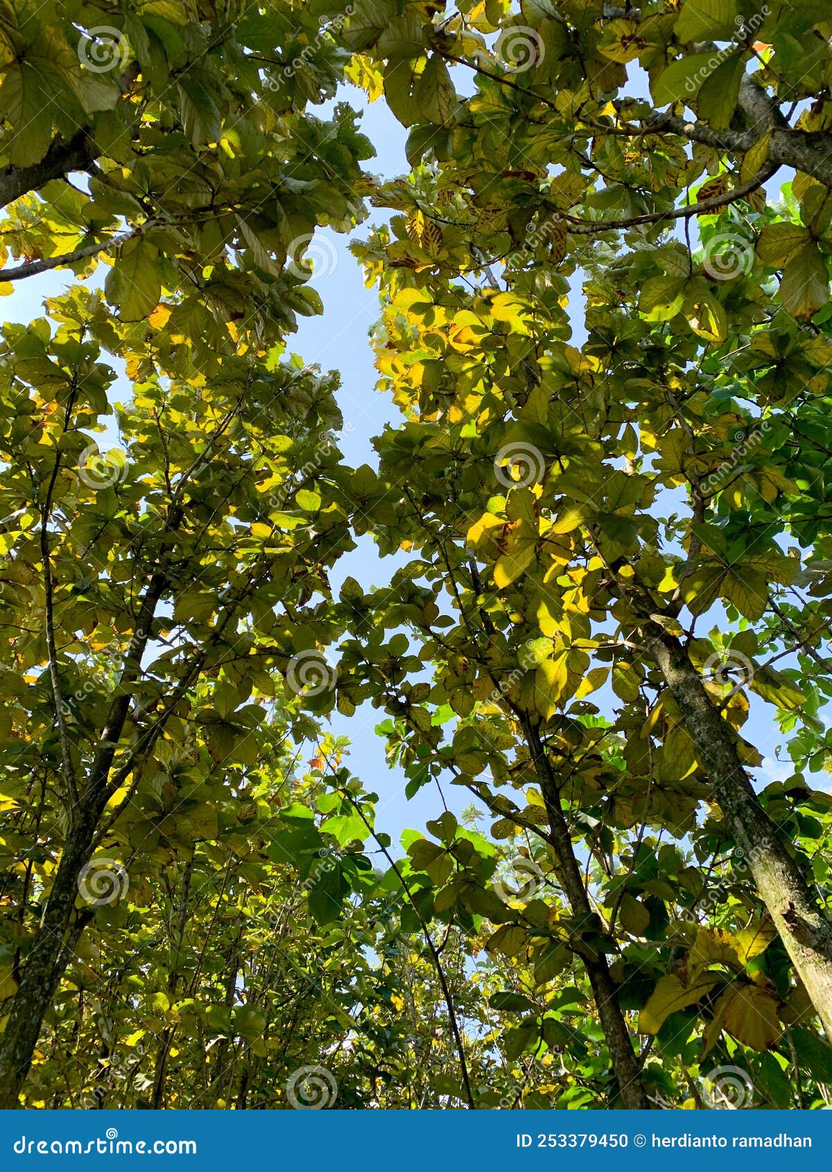 El dosel foto de archivo. Imagen de amarillo, teca, hecho - 253379450