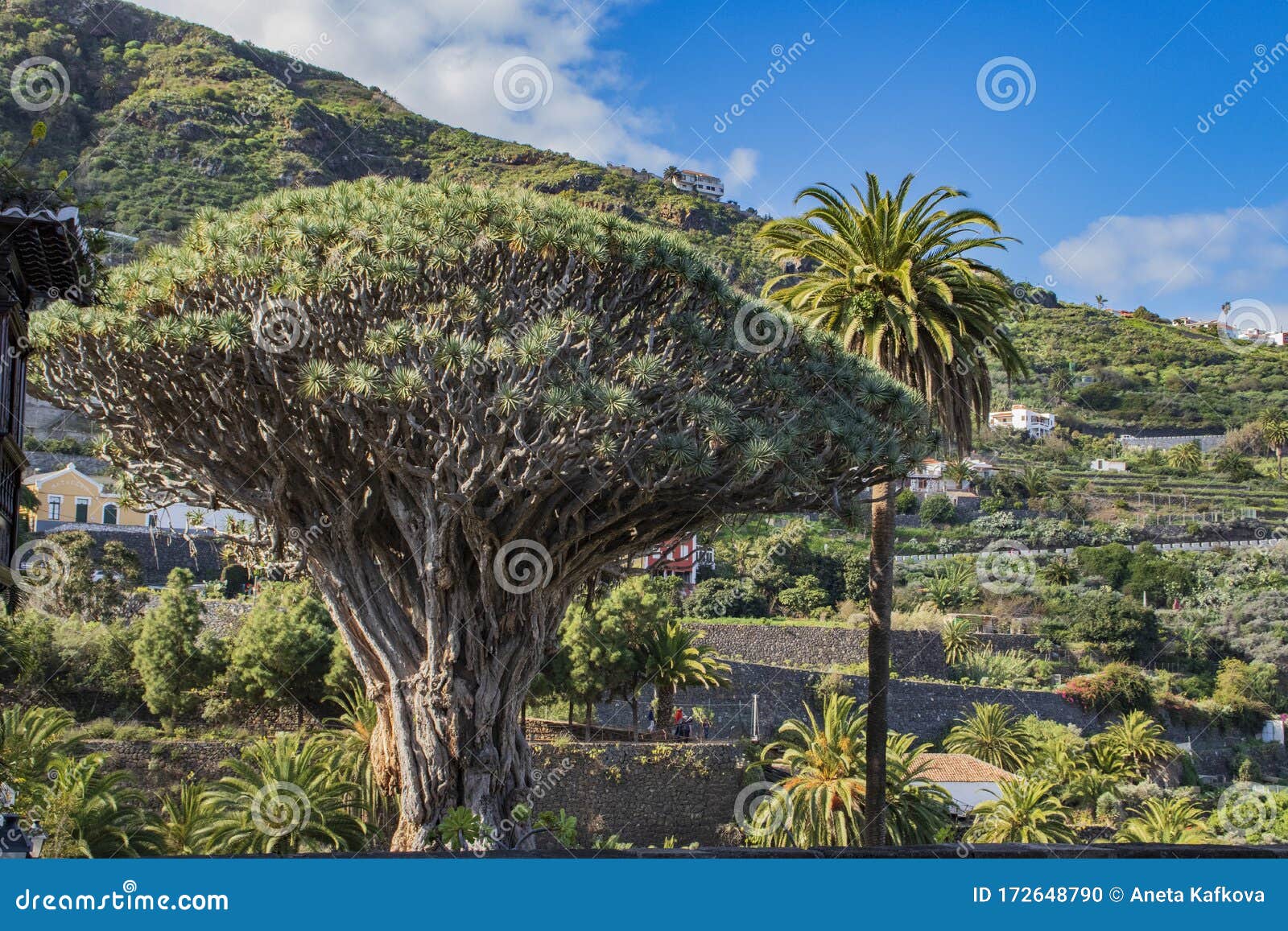 El Drago, Dragon Tree on Tenerife Editorial Image - Image of unique ...