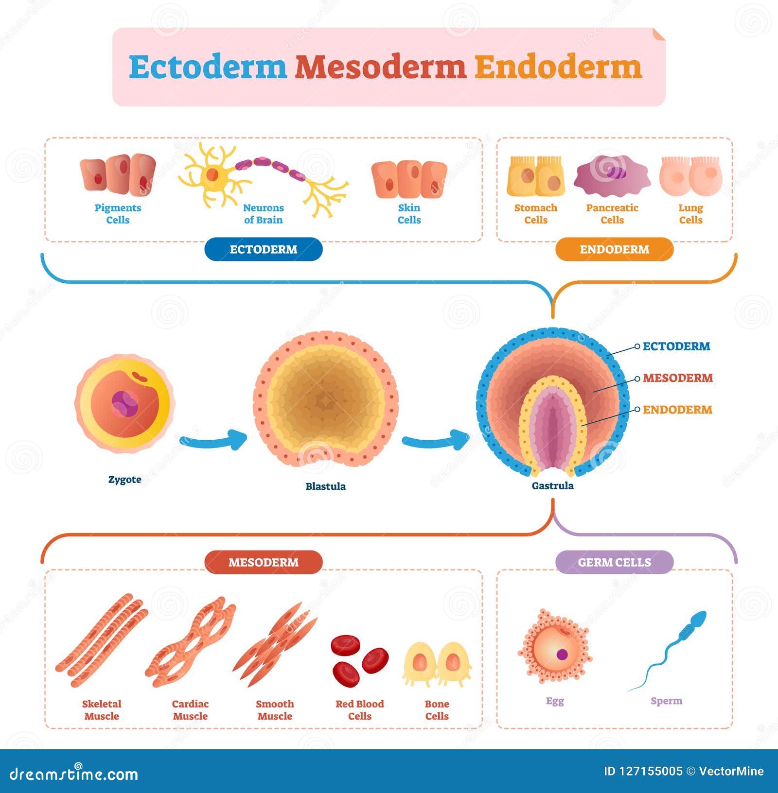 El Ejemplo Del Endodermo, Mesodermo Y Ectodermo Del Vector Etiquetó ...