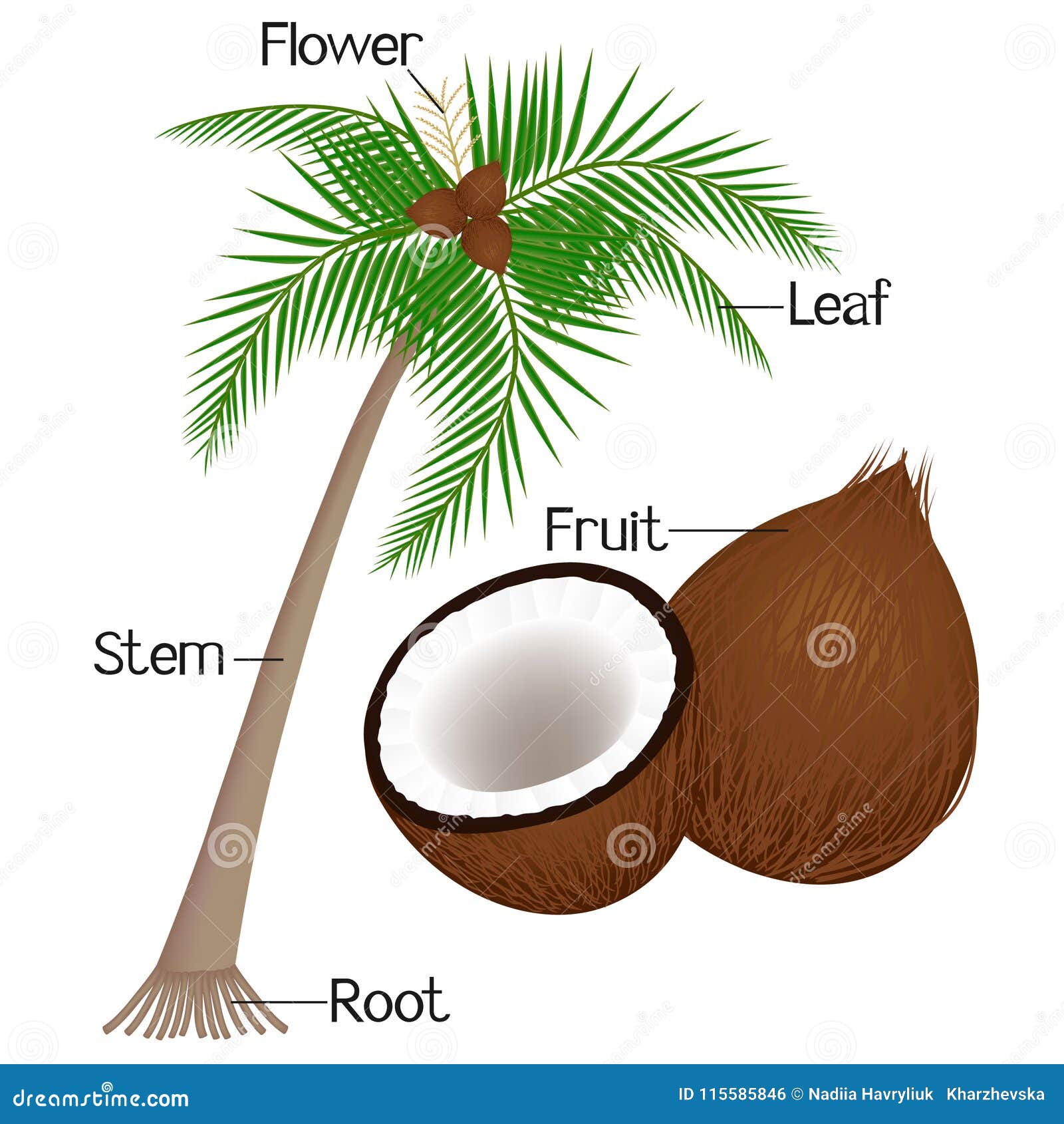 El Ejemplo Muestra La Parte De La Planta Del Coco Ilustración del ...