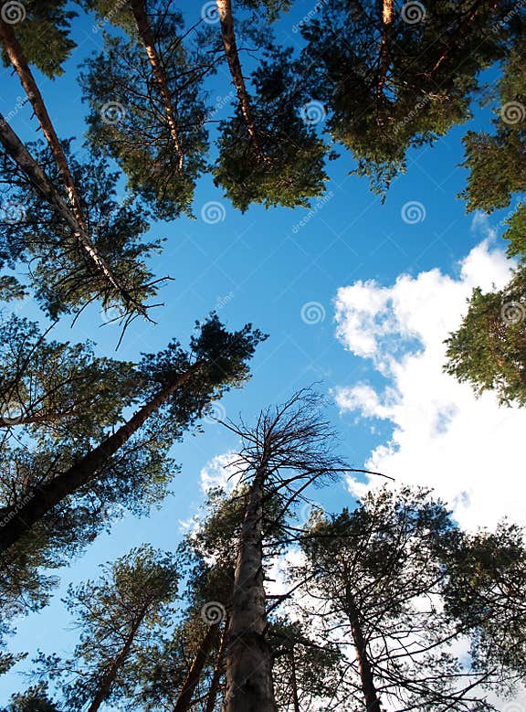 El Elevarse De Los árboles. Foto de archivo - Imagen de azul, resorte ...