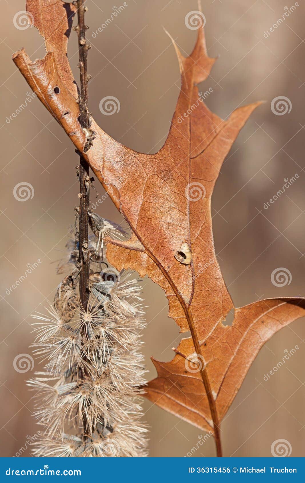 El empalar suave foto de archivo. Imagen de estrella - 36315456