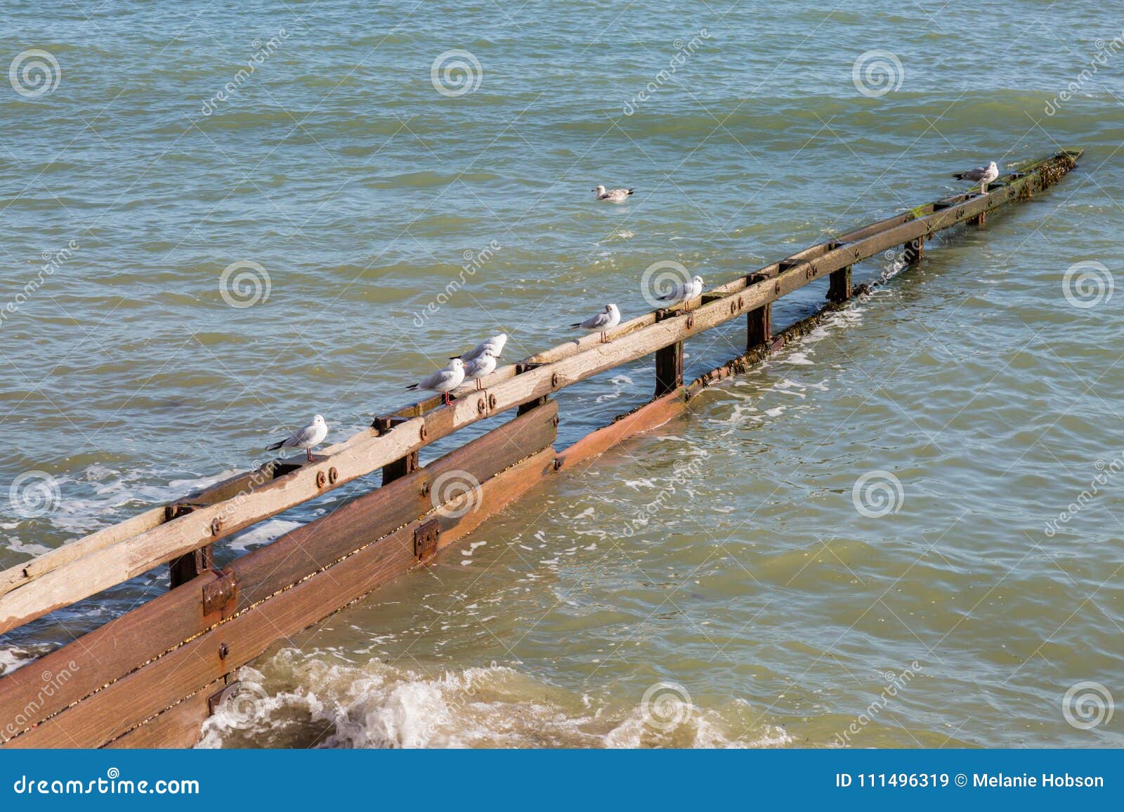 El Encaramarse De Las Gaviotas Imagen de archivo - Imagen de agudeza ...