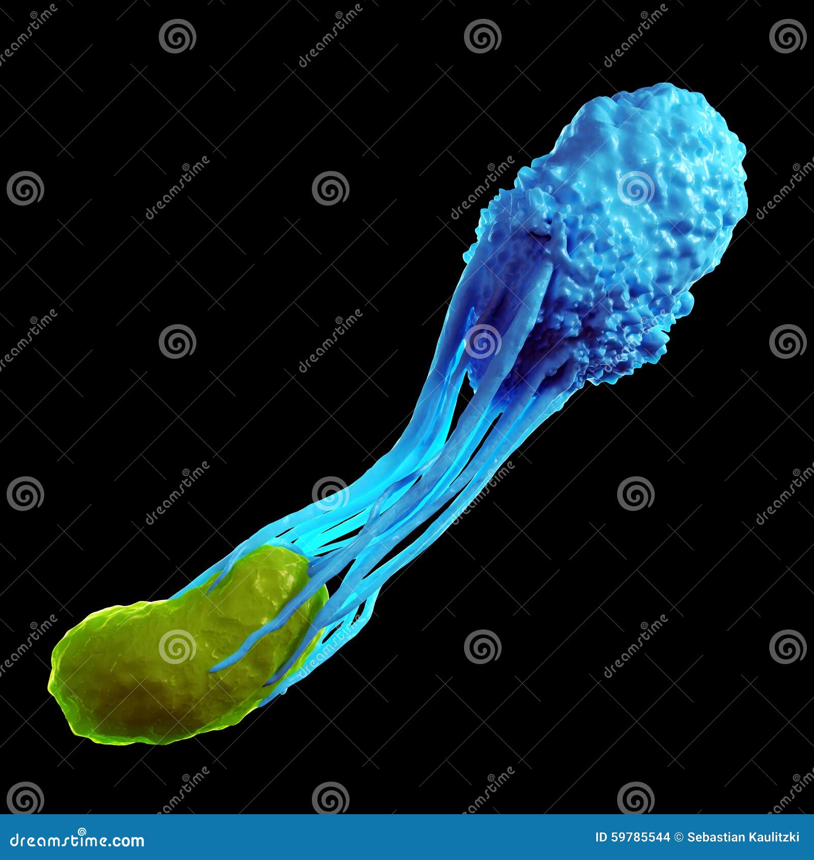 El Engullir Blanco Del Glóbulo Bacterias Stock de ilustración ...