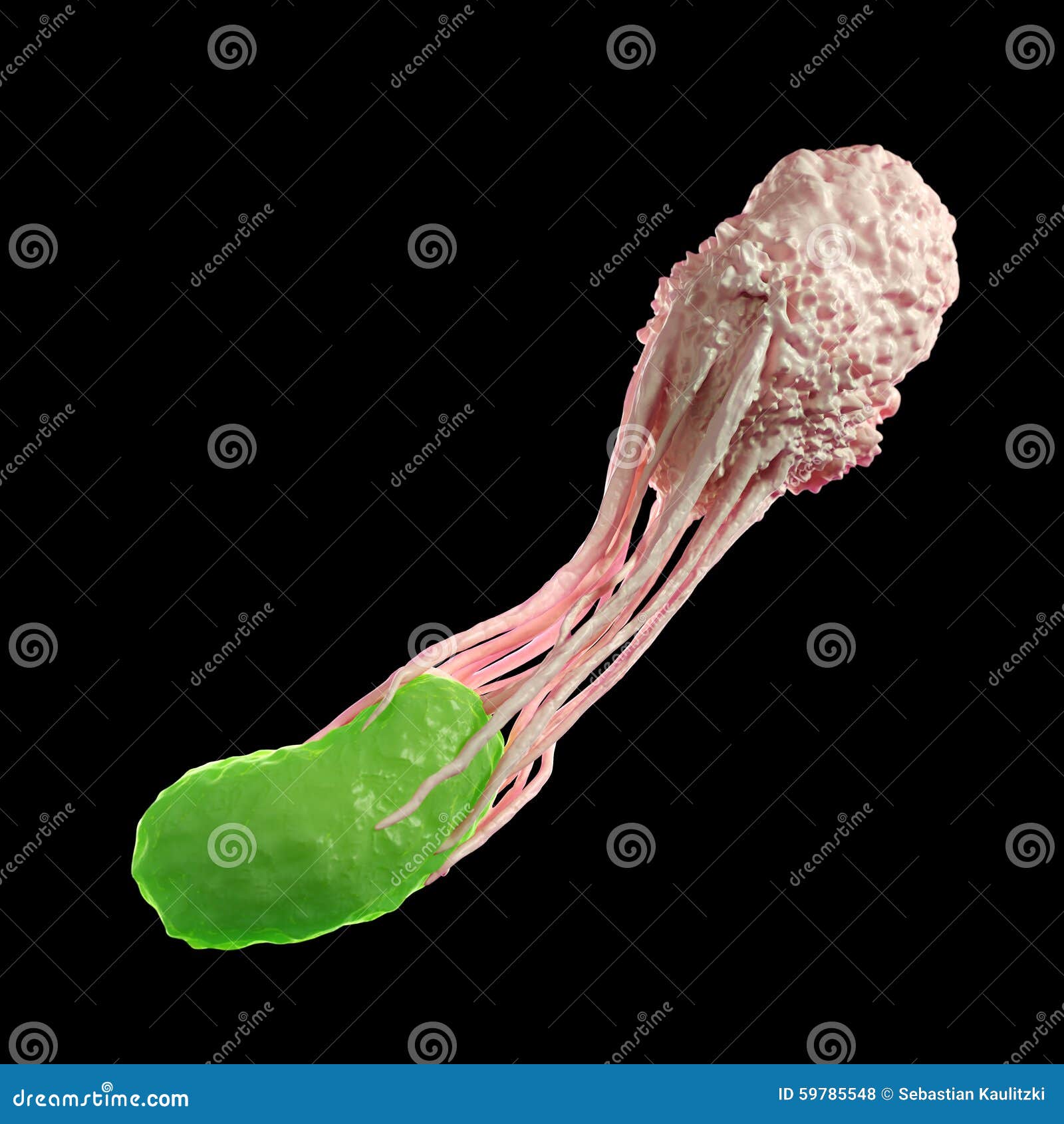 El Engullir Blanco Del Glóbulo Bacterias Stock de ilustración ...