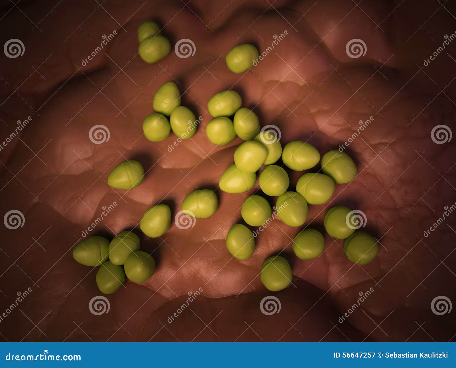 El Enterococo - Ascendente Cercano Stock de ilustración - Ilustración ...