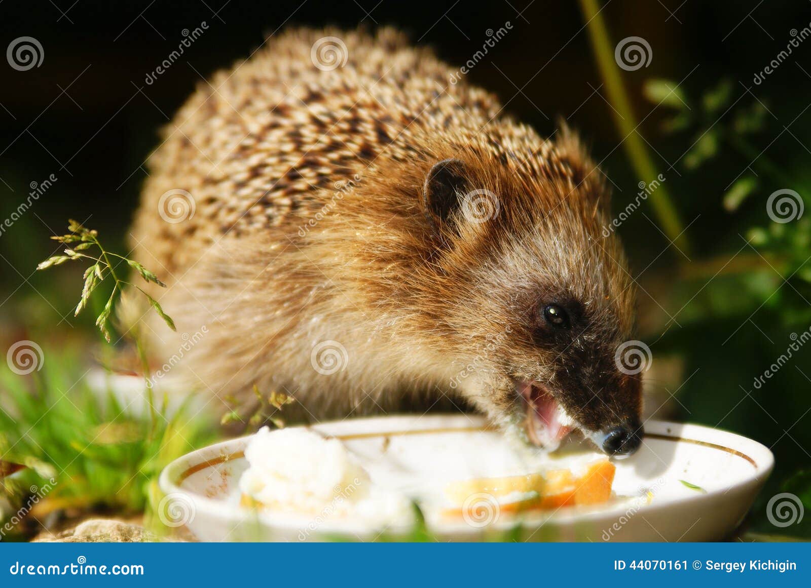 El erizo bebe la leche imagen de archivo. Imagen de piel - 44070161