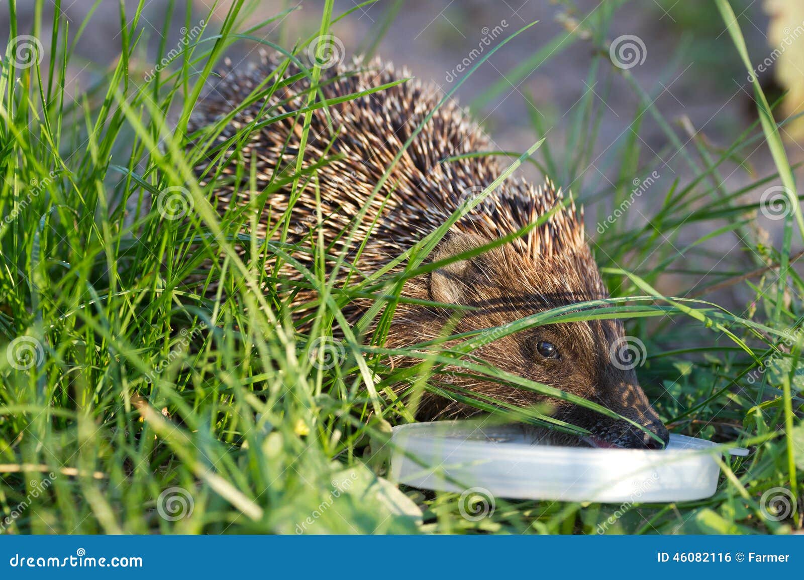 El erizo bebe la leche foto de archivo. Imagen de roedor - 46082116