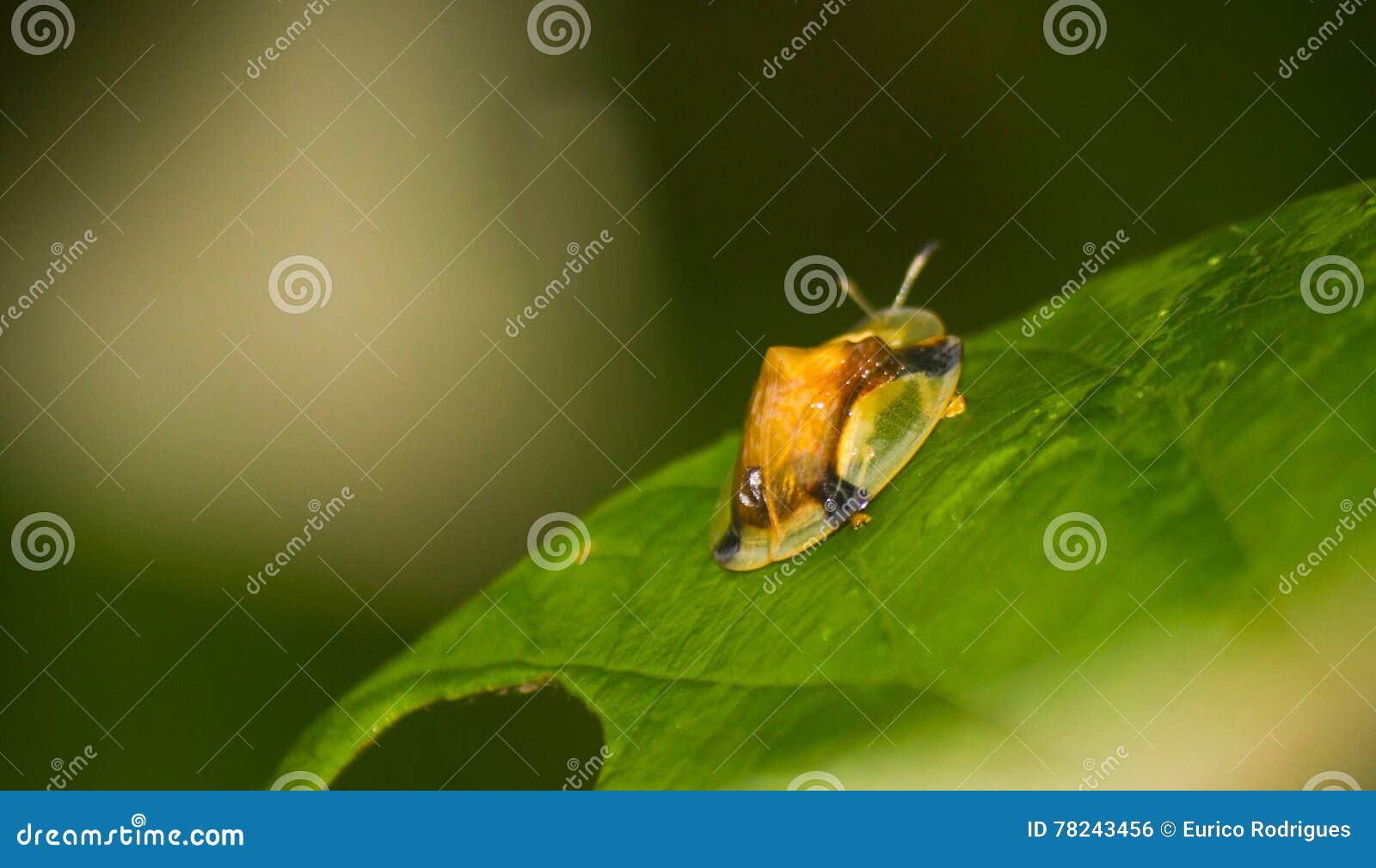 El Escarabajo De Oro De La Tortuga Foto de archivo - Imagen de américa ...
