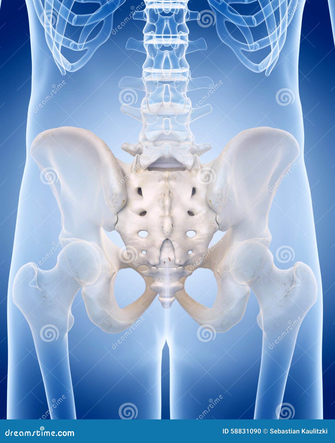 El Esqueleto Humano - El Sacro Stock de ilustración - Ilustración de ...
