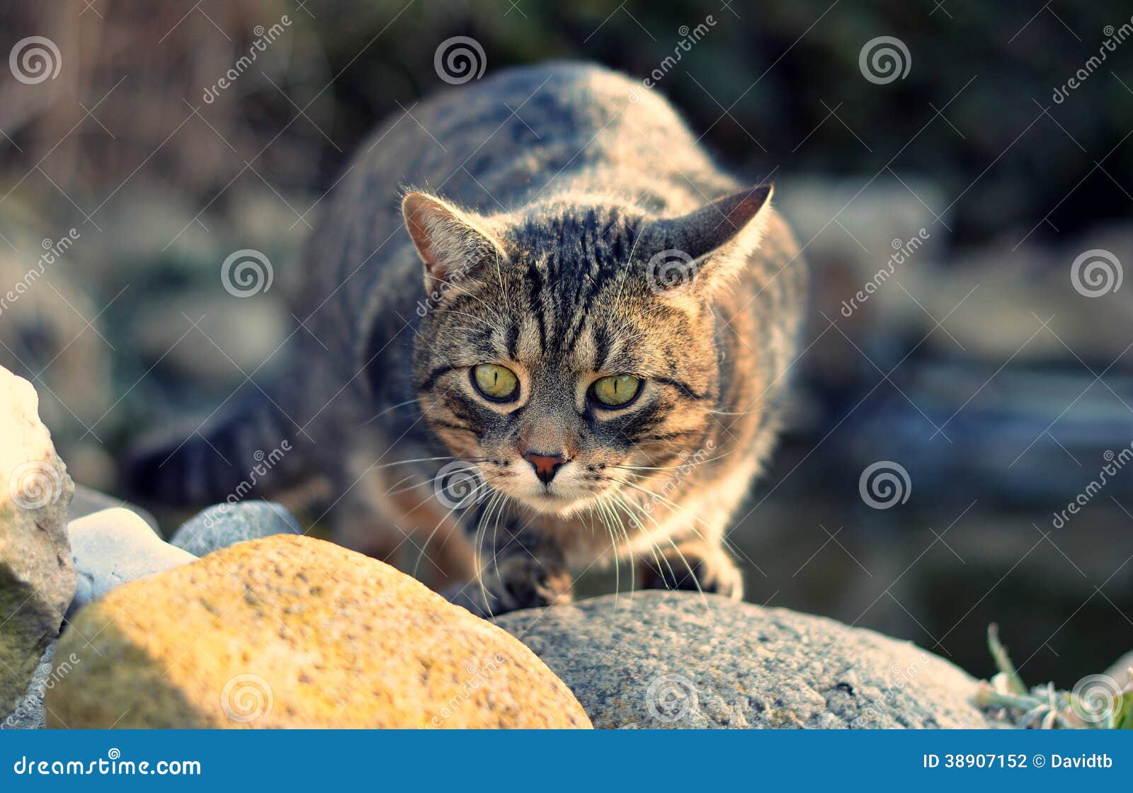 El Estar Al Acecho Del Gato Foto de archivo - Imagen de doméstico, cubo ...