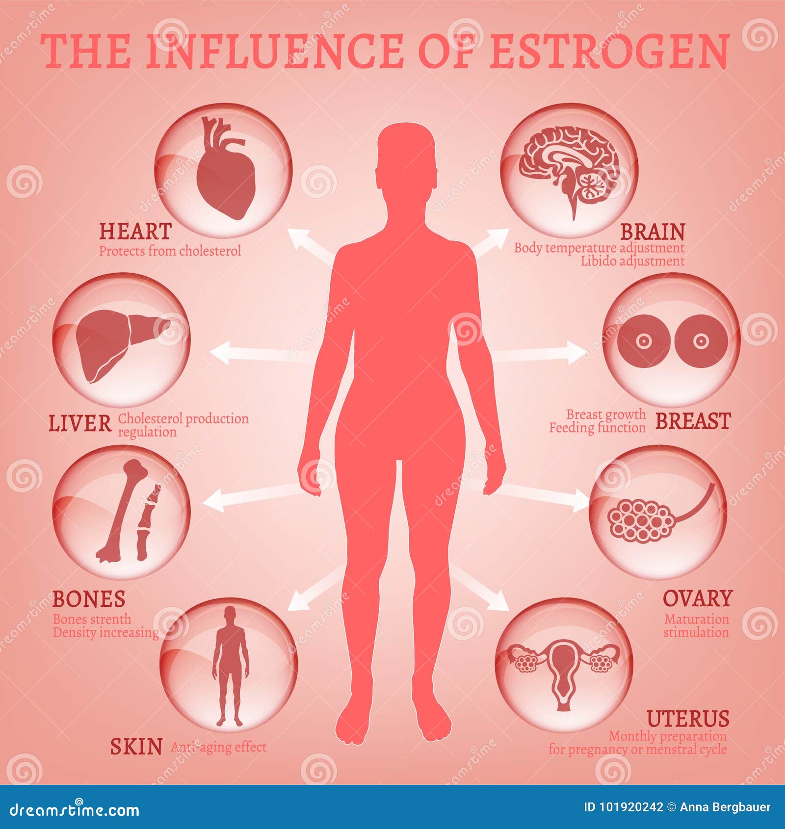 El Estrógeno Efectúa Infographic Ilustración del Vector - Ilustración ...
