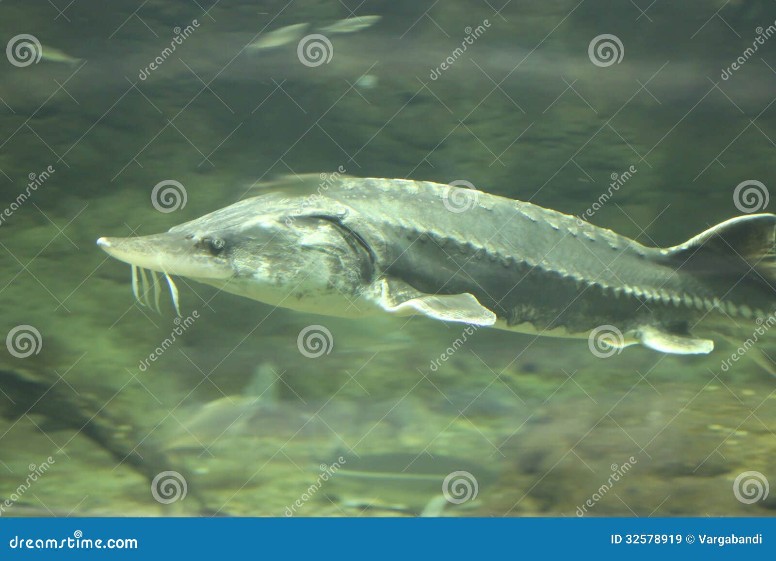 El esturión imagen de archivo. Imagen de salir, rusia - 32578919
