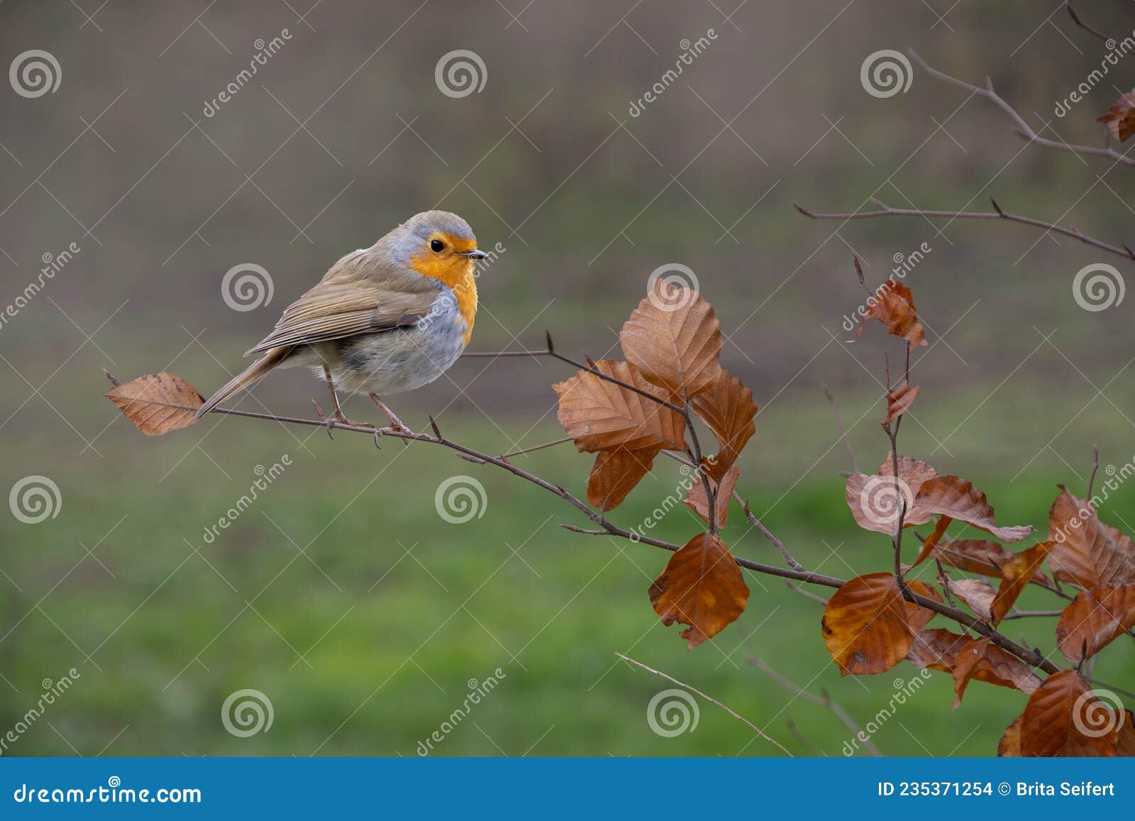 El Europeo Robin Erithacus Rubecula Conocido Simplemente Como Robin O ...